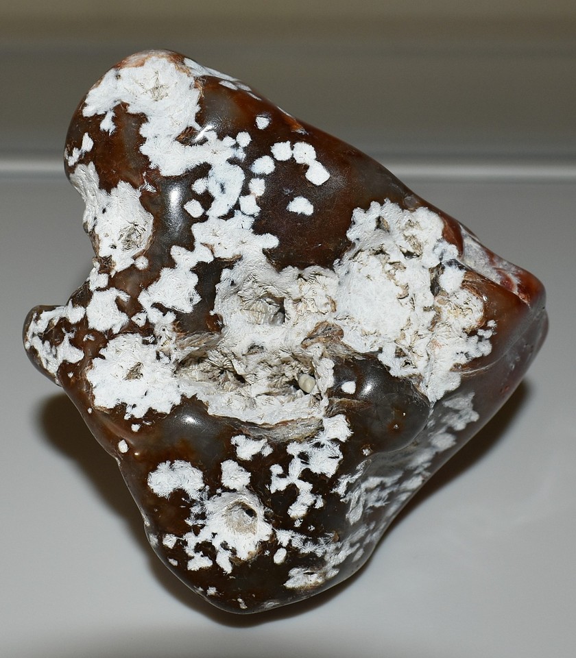 Red Agatized Coral Fossil Stem Sea Tumbled Hot Red Tide Fire Bloom 1.1 ...