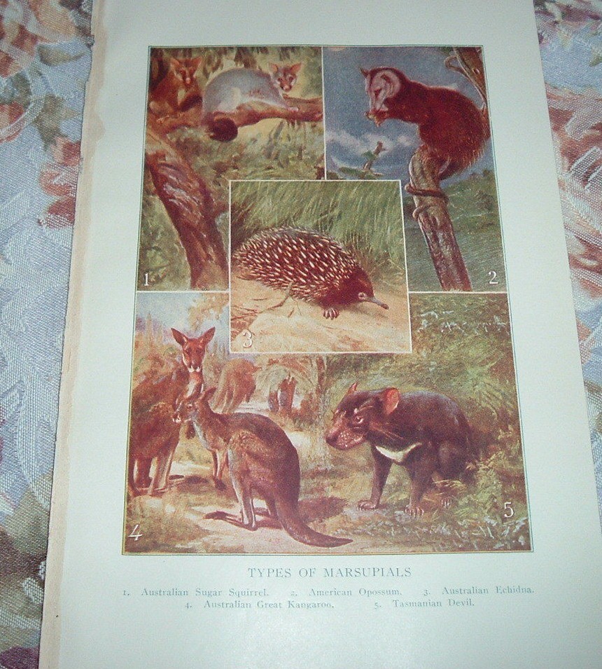 Types Of Marsupials