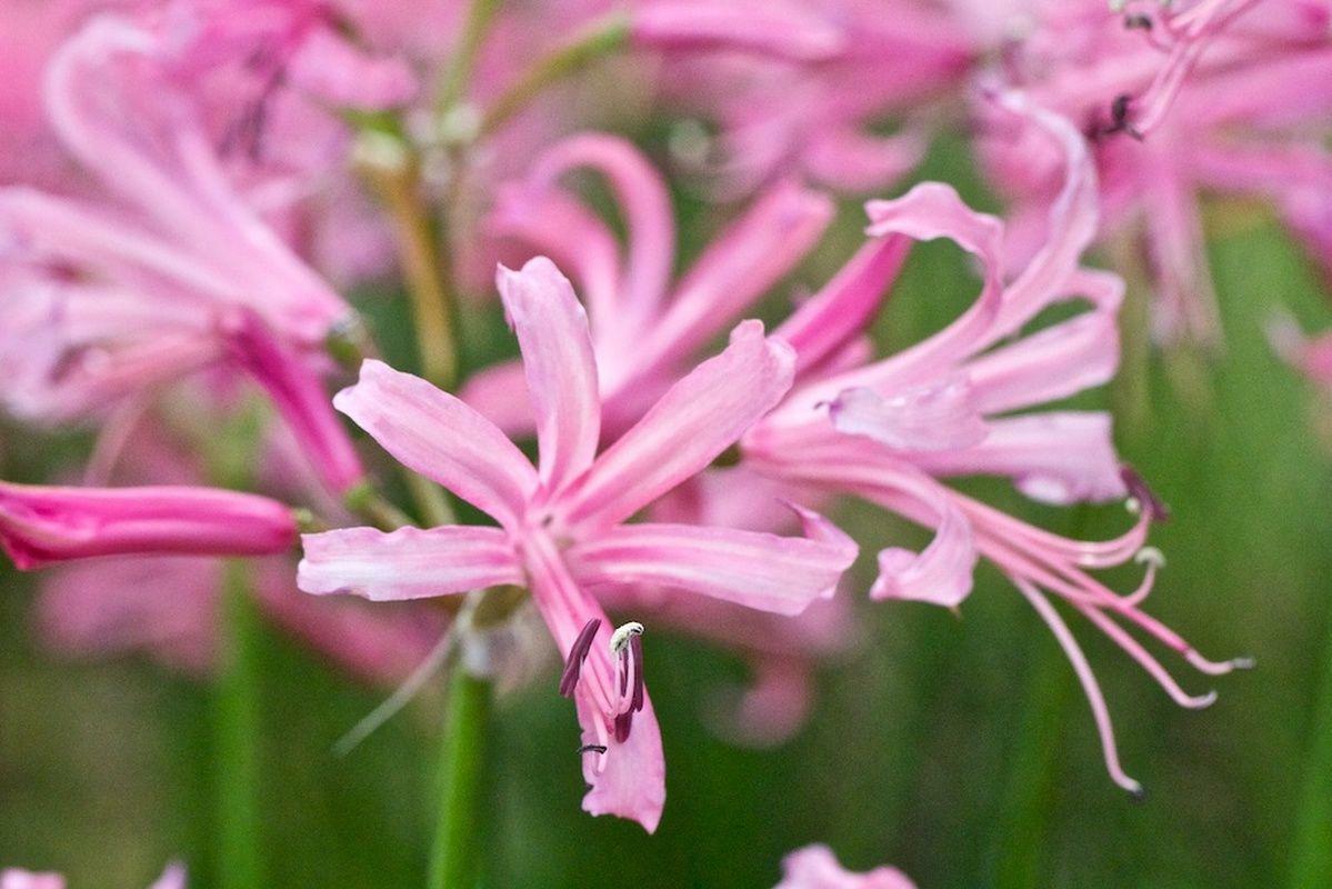Nerine Flower