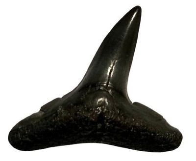 XL Lemon Shark (Negaprion Brevirostris) Tooth | eBay
