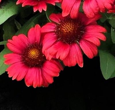 🏵 50 Mesa Red Gaillardia Flower 🏵 Seeds - Pollinator Friendly - Tons of ...