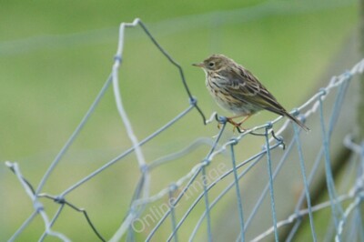 Photo 6x4 Meadow Pipit (Anthus pratensis) on a wire fence, Norwick ...