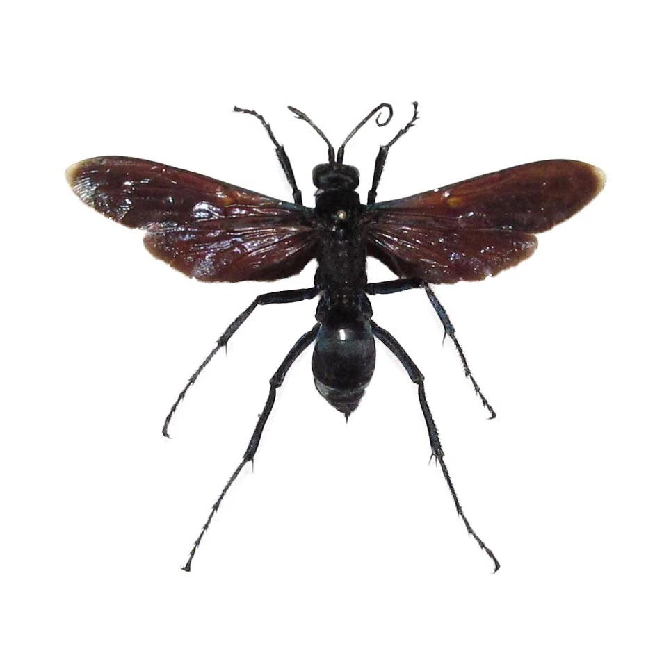 Tarantula With Wings