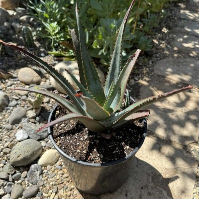 Aloe divaricata 'Diablo' | eBay