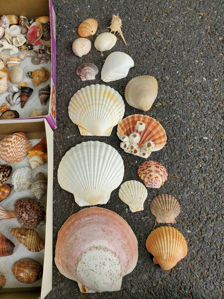 Seashell Collection Large Lot | eBay