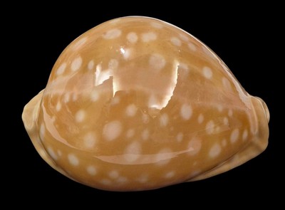 Shell CYPRAEA LEUCODON f. ANGIOYNA Philippines 88,5 mm | eBay