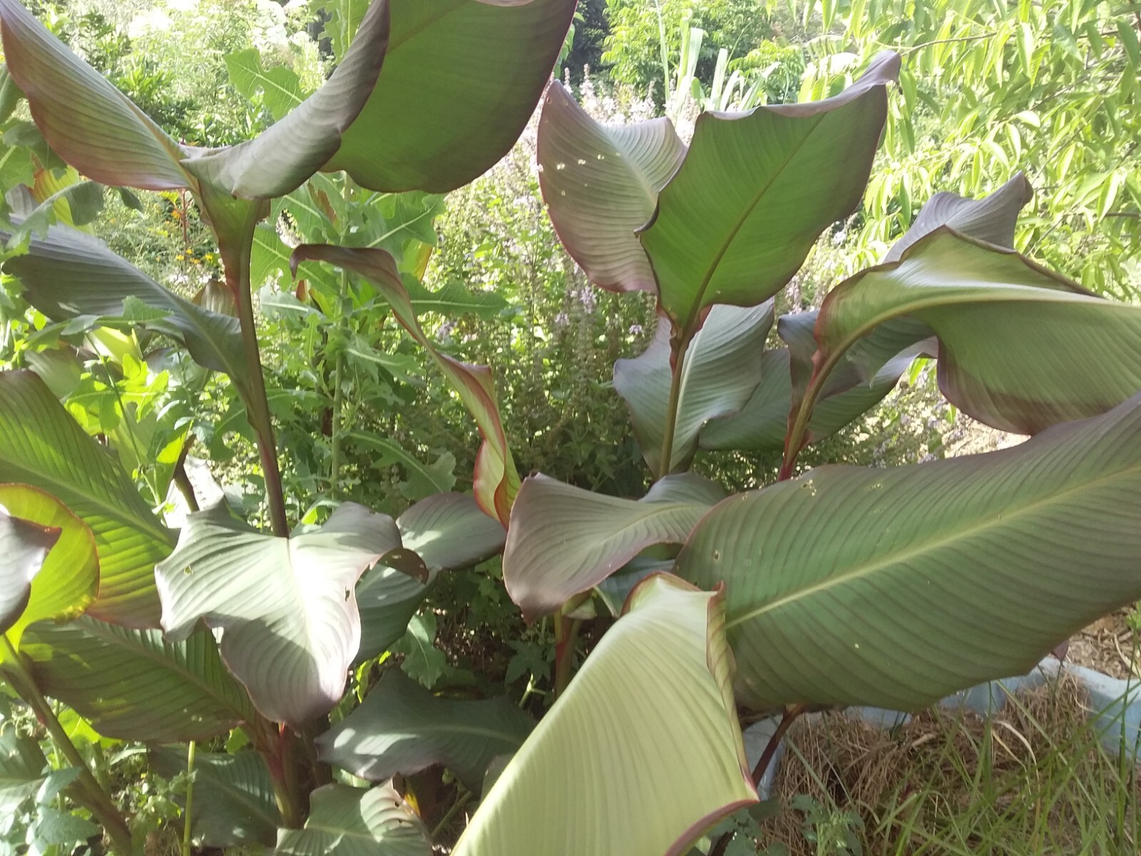 ' Rojo' edible Qld arrowroot, 2 x bulb stunning red tinged leaves ...