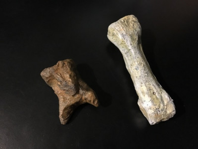 Special Bundle Pack: Giant Human Tooth / Giant Finger Bone | eBay