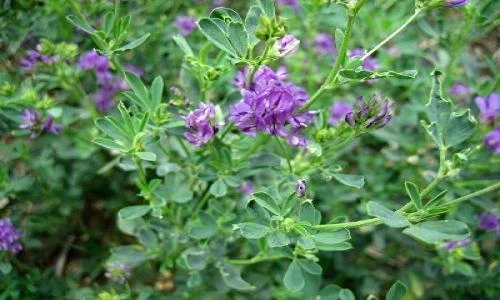 Lucerne Plant