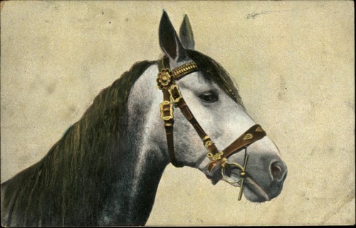 Beautiful dapple horse bridle 1911 postcard to Edna J Naylor Rossville ...