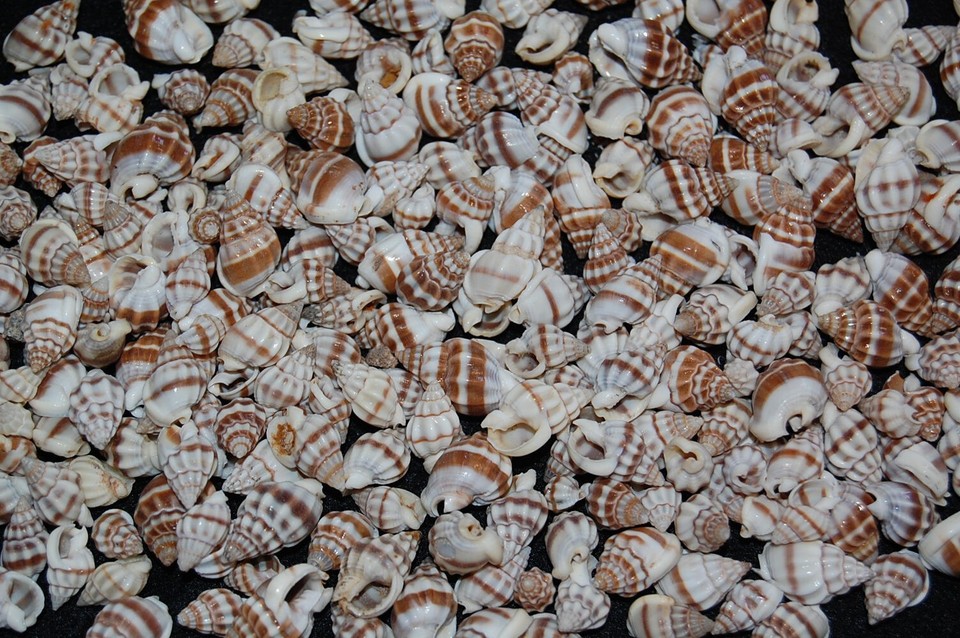Large Lot of Conch Type Small Craft Seashells Sea shells mix 3/8" to 3/ ...