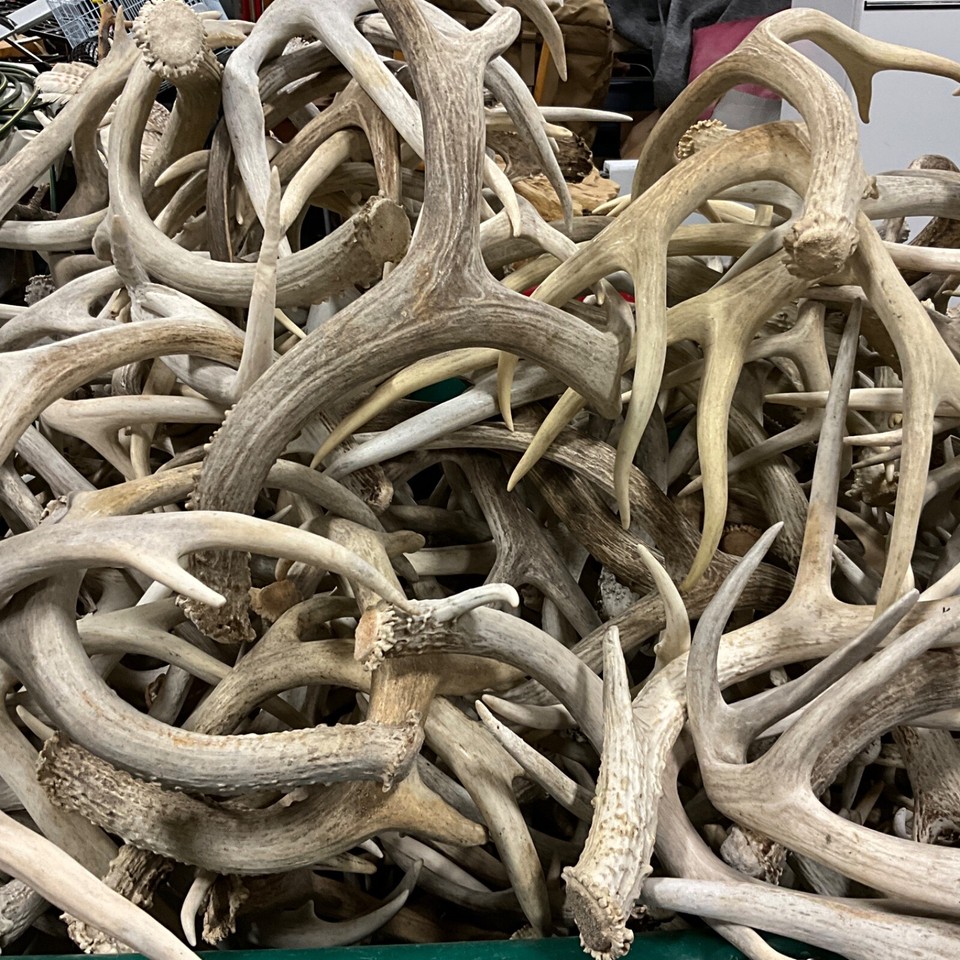 #1 Bulk small WHITETAIL DEER ANTLER SHEDS DEER ANTLER FOR SALE ANTLERS ...