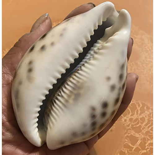 Large Natural Polished Tiger Cowrie Seashell Rare Real Aquarium Decor 3 ...