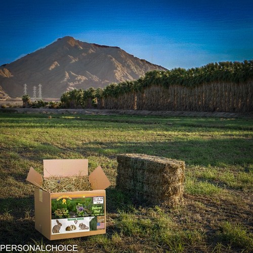 Alfalfa Golden Valley Hay for Small Pets Rabbits Guinea Pigs | eBay