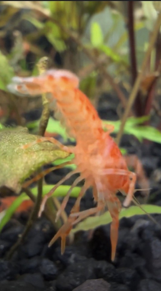 Mexican Orange Dwarf Crayfish USA Seller | eBay