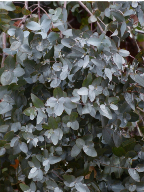 Eucalyptus Gunnii - Cider Gum Tree (evergreen) - 145cm incl.pot | eBay UK