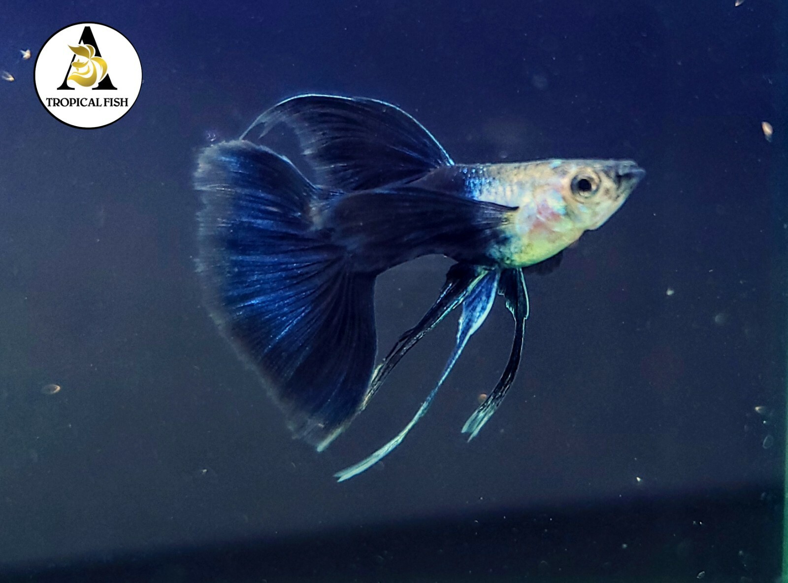 1 Pair - HB Blue Ribbon long Fin - Live Guppy Fish High Quality US ...