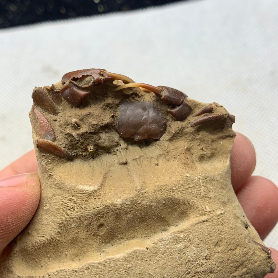 Jurassic Period Perfect Crab Fossil Dinosaur Age | eBay