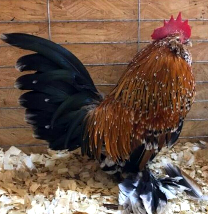 6 NPIP/AI CLEAN BELGIAN BEARDED D'UCCLE BANTAM CHICKEN HATCHING EGGS | eBay