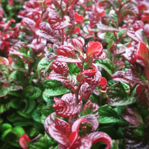 Leucothoe Curly Red Evergreen Shrub Outdoor Plants All Year Round ...
