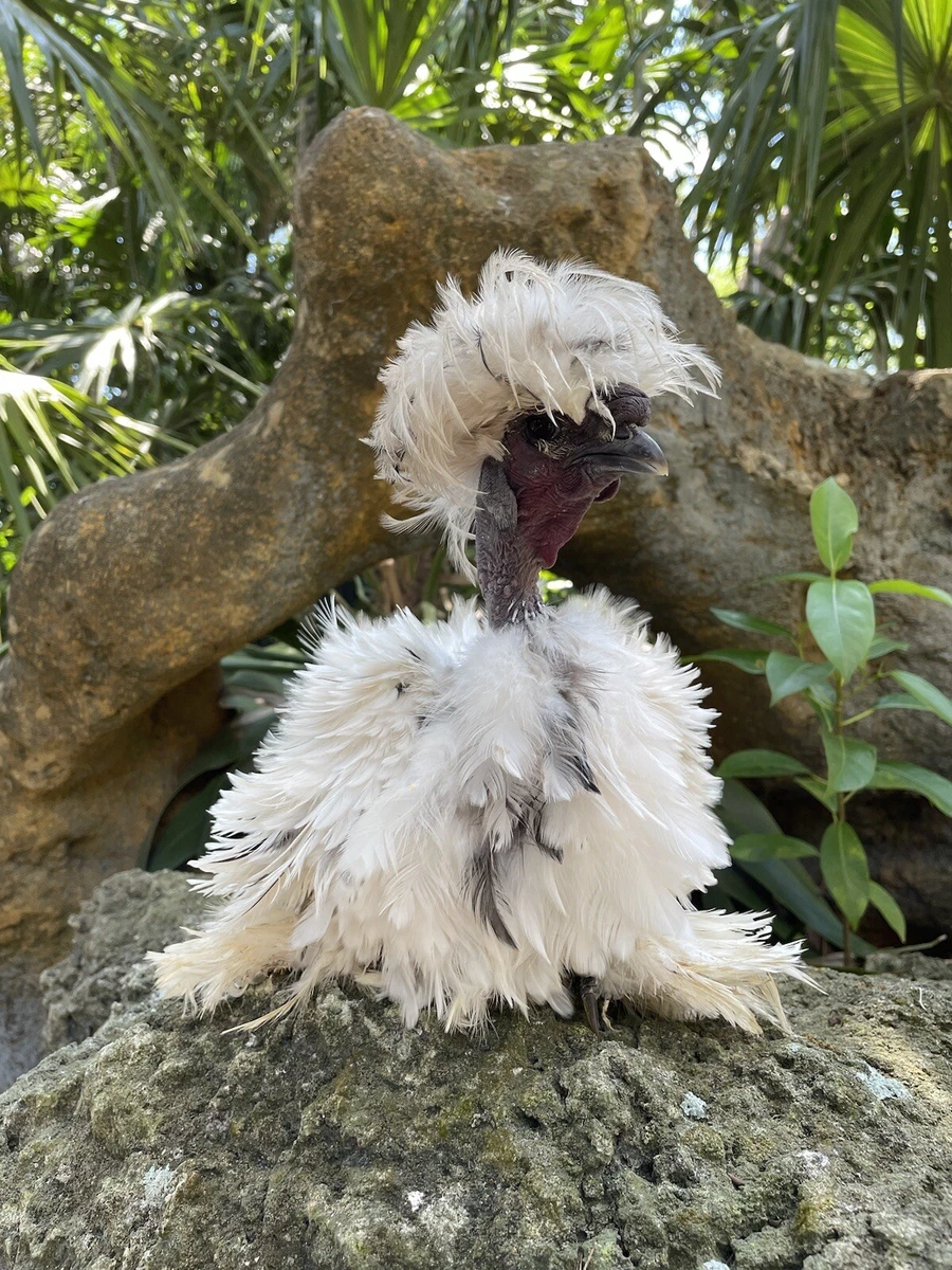 Paint Silkie