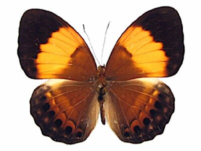 Cupha lampetia - Unmounted Butterfly | eBay