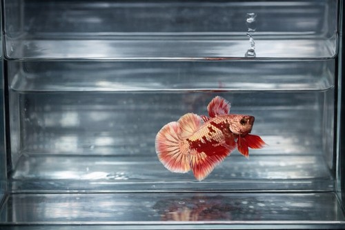 Imperial Red Gold Galaxy HMPK Male Betta Fish High Quality From ...