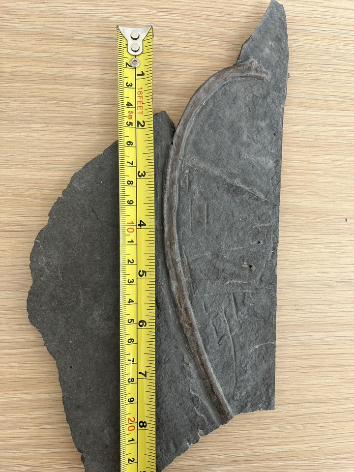 Ichthyosaur Rib Bone Fossil – Jurassic Marine Reptile – Penarth , Wales ...