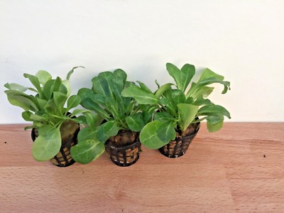 3 Topf Samolus Floribundus Aquariumpflanzen Wasserpflanzen ...