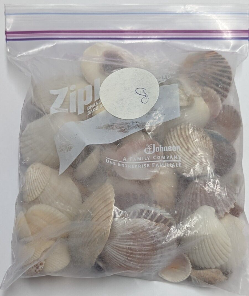 Lot of 6+ Pounds of Mixed Seashells for Ocean Decor Wedding Aquarium Crafts | eBay