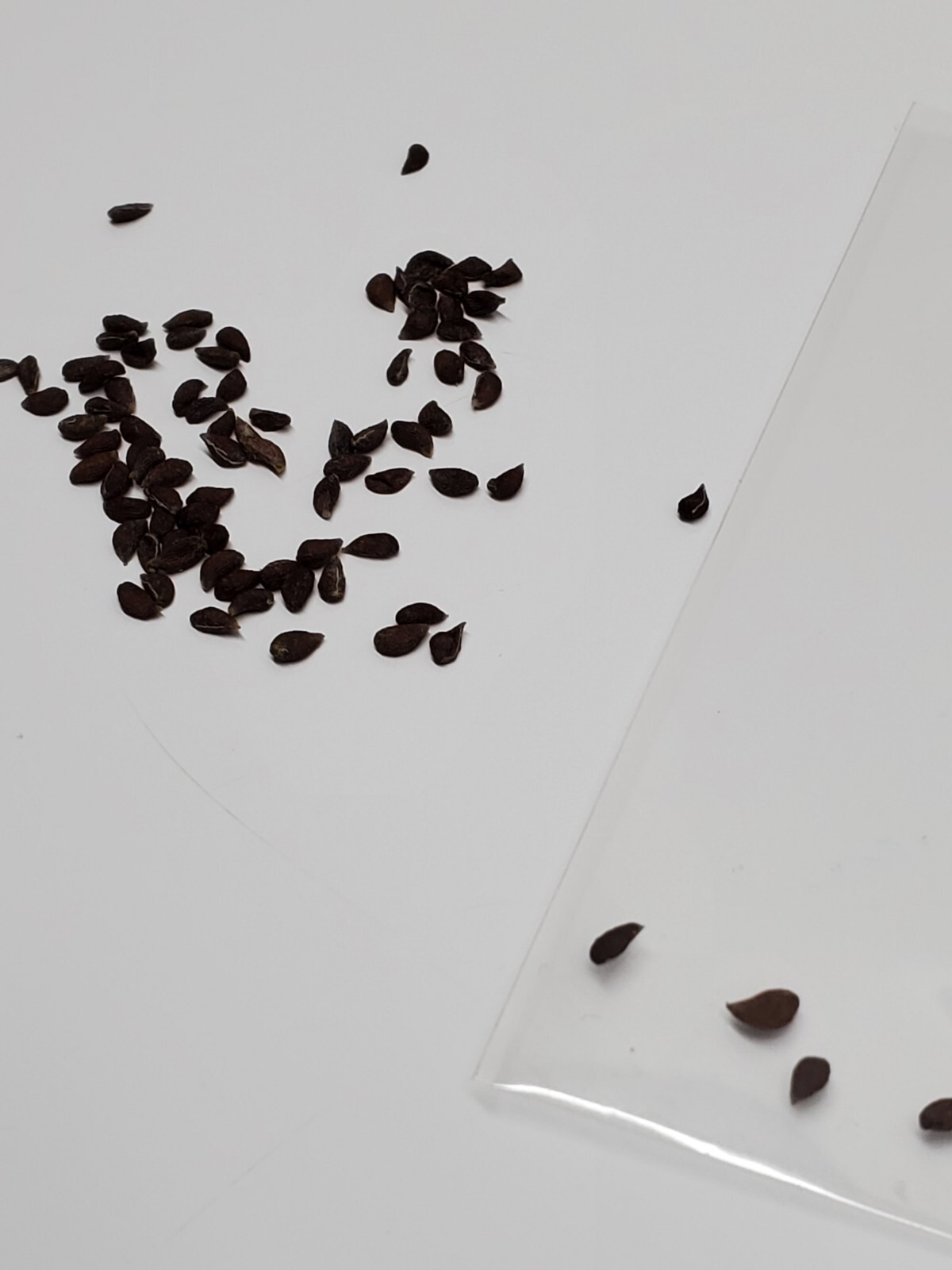 Pineapple Seeds 5 Of The Smooth Cayenne Non-Gmo Low Acidity Sweet ...