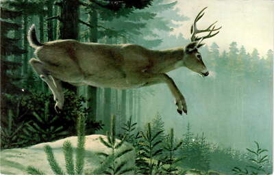 Weyerhaeuser Tree Farm, Stan Galli, modern forest management Postcard ...