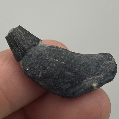 Dolphin Tooth Fossil Cetacean Marine Mammal Tooth Central Florida ...