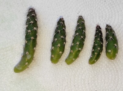 Puna mandragora JN 521 Rumi Rayan Catamarca Argentin | eBay