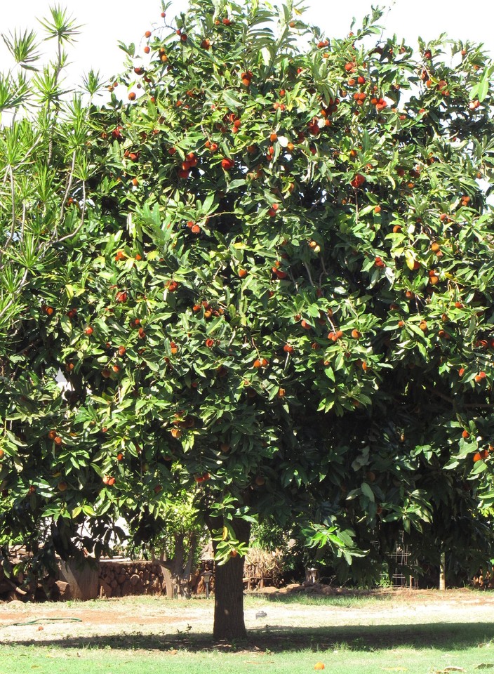 ~MABOLO~ Velvet Apple Fruit Tree Diospyros blancoi 3-4+ft lg Potd Plant ...