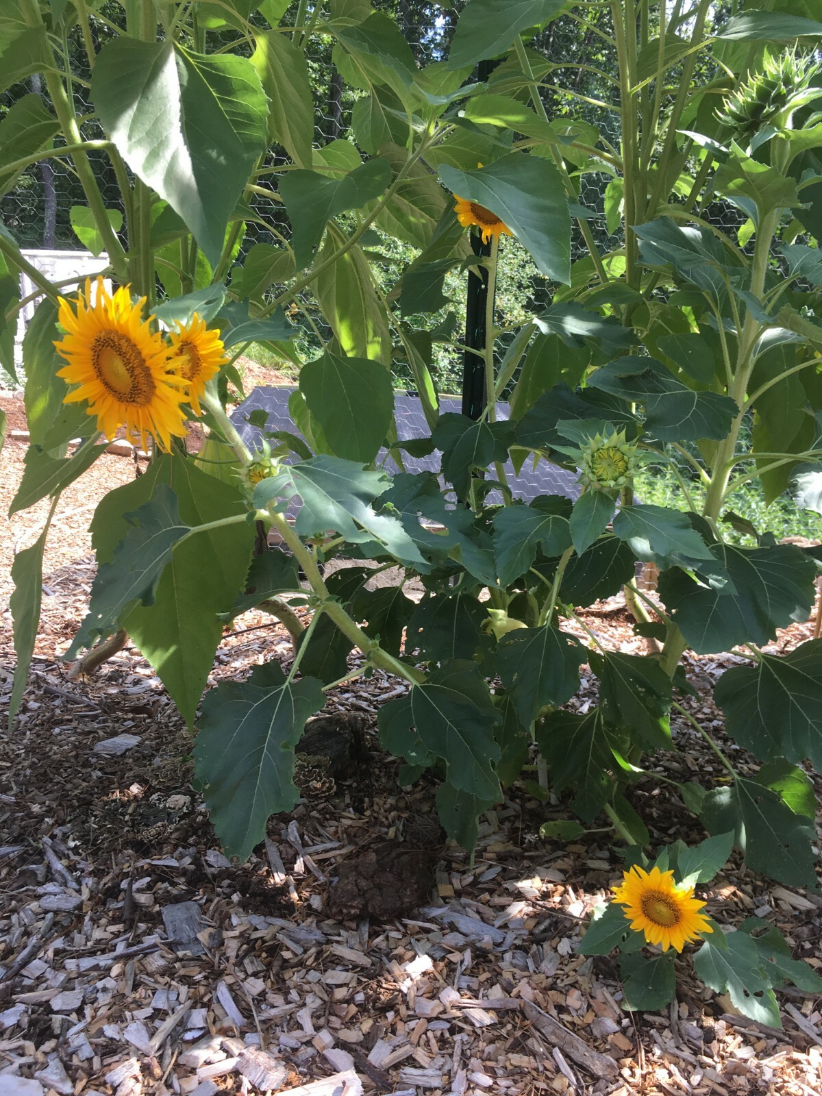 25 Sunspot Dwarf (helianthus annuus ‘dwarf’) Sunflower Seeds | eBay