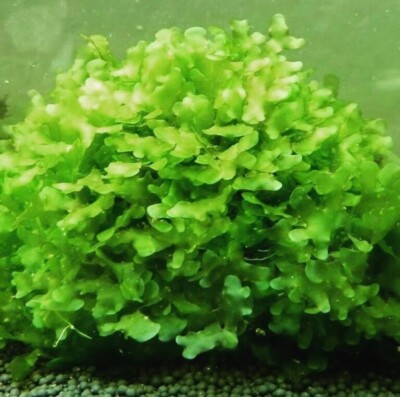 Subwassertang Süsswassertang Moss - Live Submerged Aquariu Plant | eBay