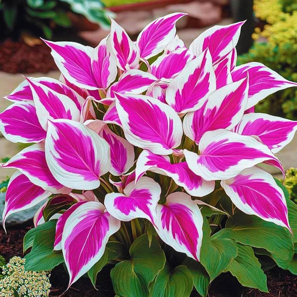 200+ Hosta Seeds Heart-Shaped Hosta Bare Roots - Rich Foliage, Heart ...