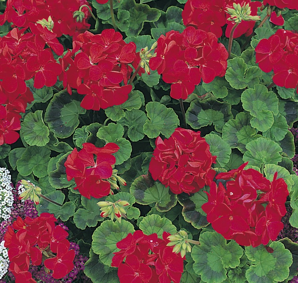 T&M Geranium Best Red Garden Plant Patio Half-hardy Perennial Flowering ...