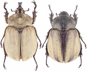 Insect - DYNASTIDAE Lycomedes buckleyi - Ecuador - Pair 31~35mm ...