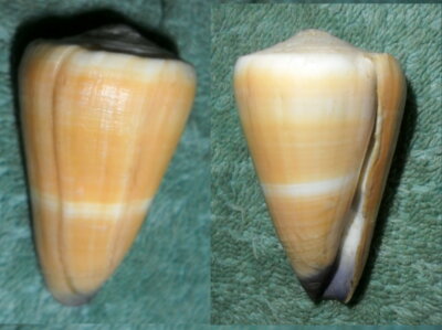 RFM 5093 Conus flavidus Lamarck 1810 51mm Aliguay Island, Philippines ...