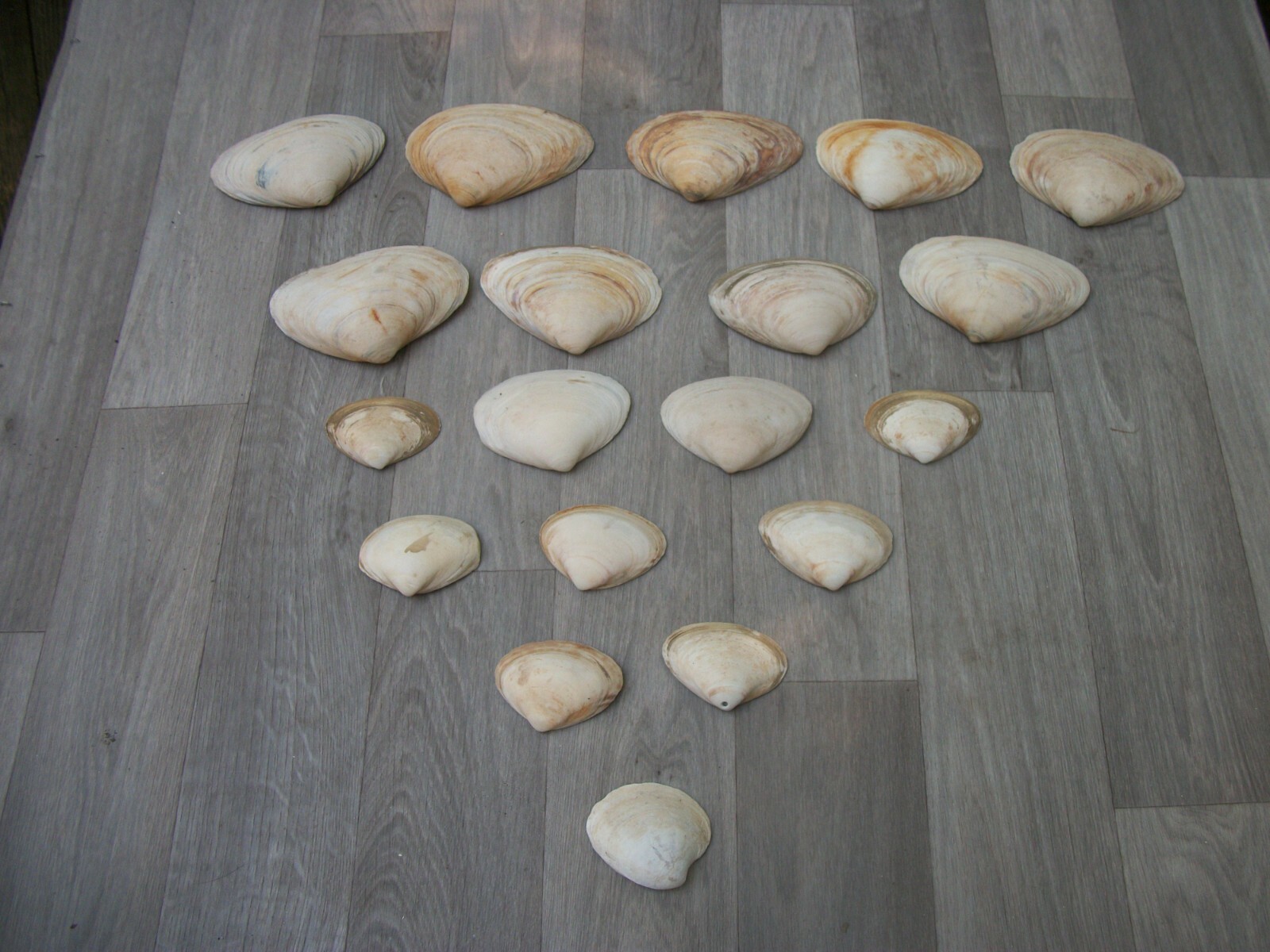 Lot of 19 Assortment of 2.75" - 5" Natural Clam Shells, Sea Shells ...