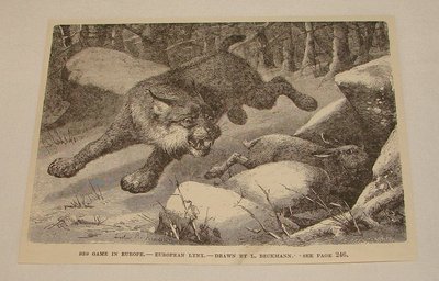 1893 magazine engraving ~ EUROPEAN LYNX CHASING RABBIT | eBay