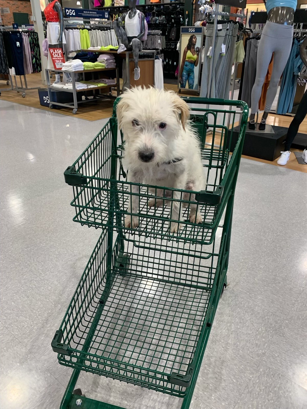 WOMENS UNCUT SIMPLICITY 3622 SEWING PATTERN DRESS EMPIRE WAIST KNIT ...