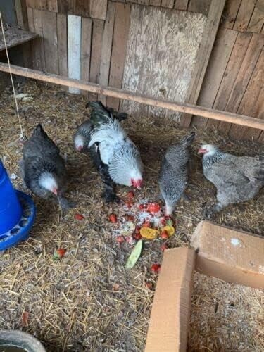 12- Hatching Eggs Assorted Pure breeds ( Dark Brahma, RIR & Lavender ...