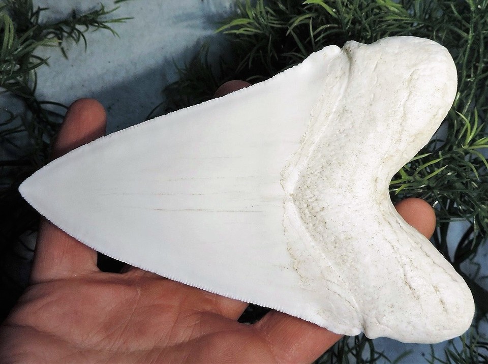 7 INCH LONG MEGALODON TOOTH WHITE REPLICA BIG FOSSIL MEGA HUGE SHARK ...