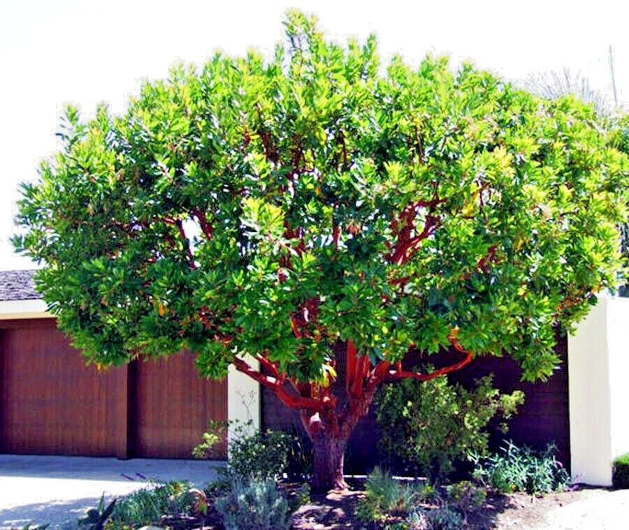 STRAWBERRY TREE SEEDS Arbutus Unedo Garden Fruit Plant Irish Killarney ...
