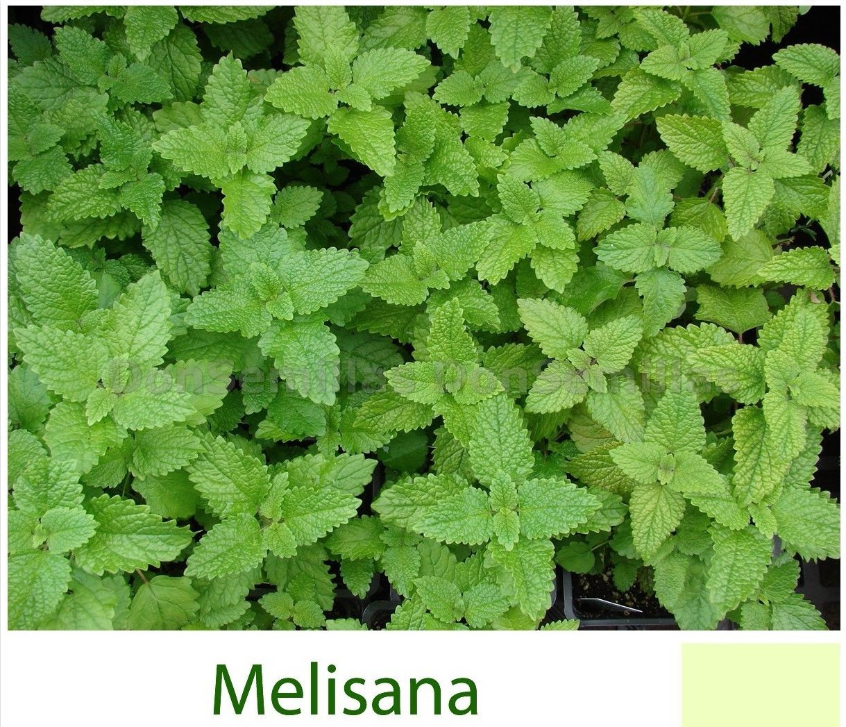 Melisana Toronjil Melisa Hoja de Limón ( 500 semillas) Melissa ...