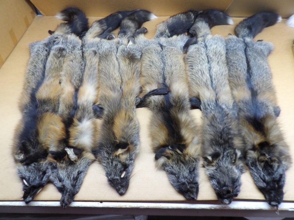 Tanned #1 Alaskan Cross Fox Hides Top Lot/Furs/Taxidermy/Crafts/Freshly ...
