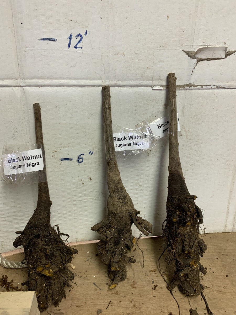 Black Walnut Root System Past Presidents Association For Death